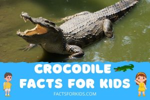 22 Crocodile Facts For Kids That Will Surprise You – Facts For Kids