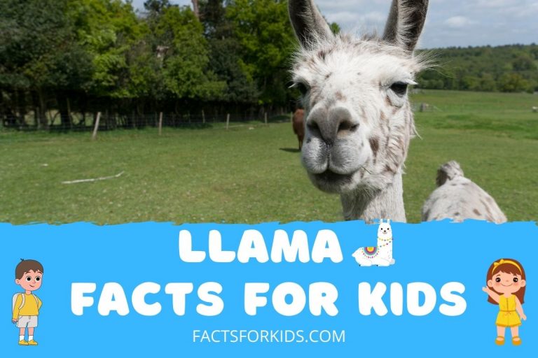 12 Llama Facts For Kids You Definitely Didn’t Know – Facts For Kids
