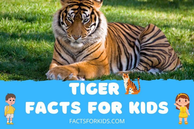 32 Tiger Facts for Kids That Will Make You Go WOW! – Facts For Kids