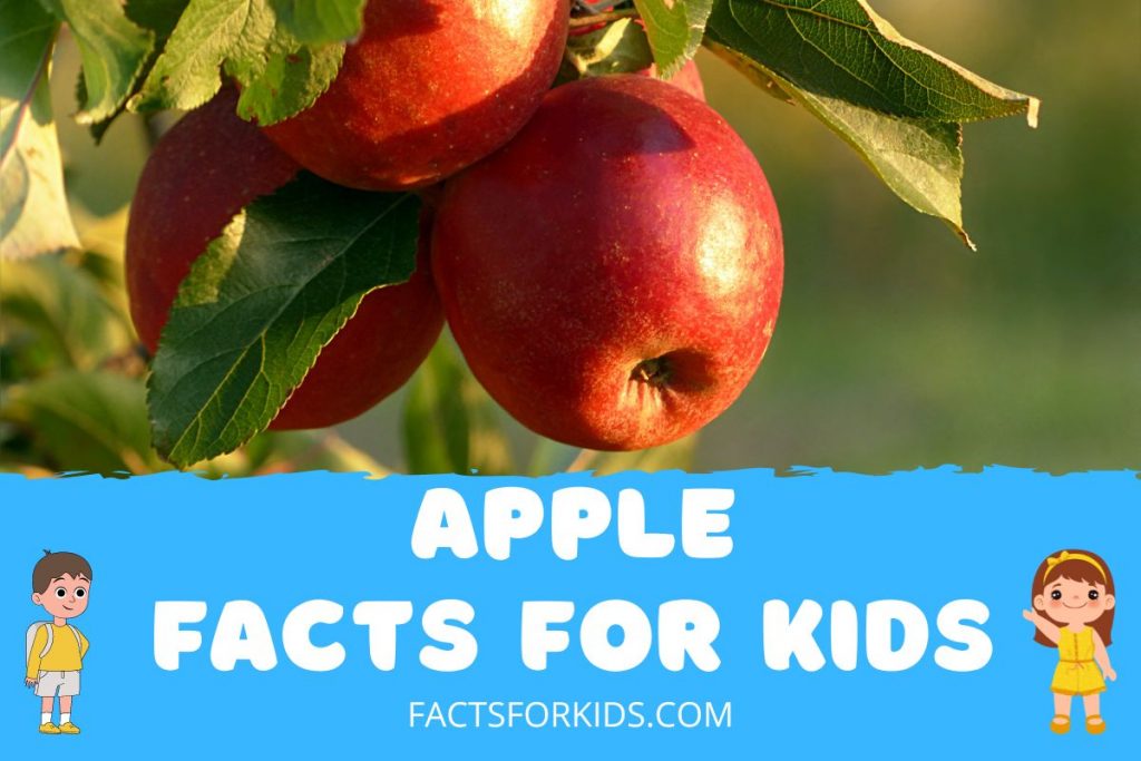 25 Apple Facts For Kids That Might Surprise You – Facts For Kids