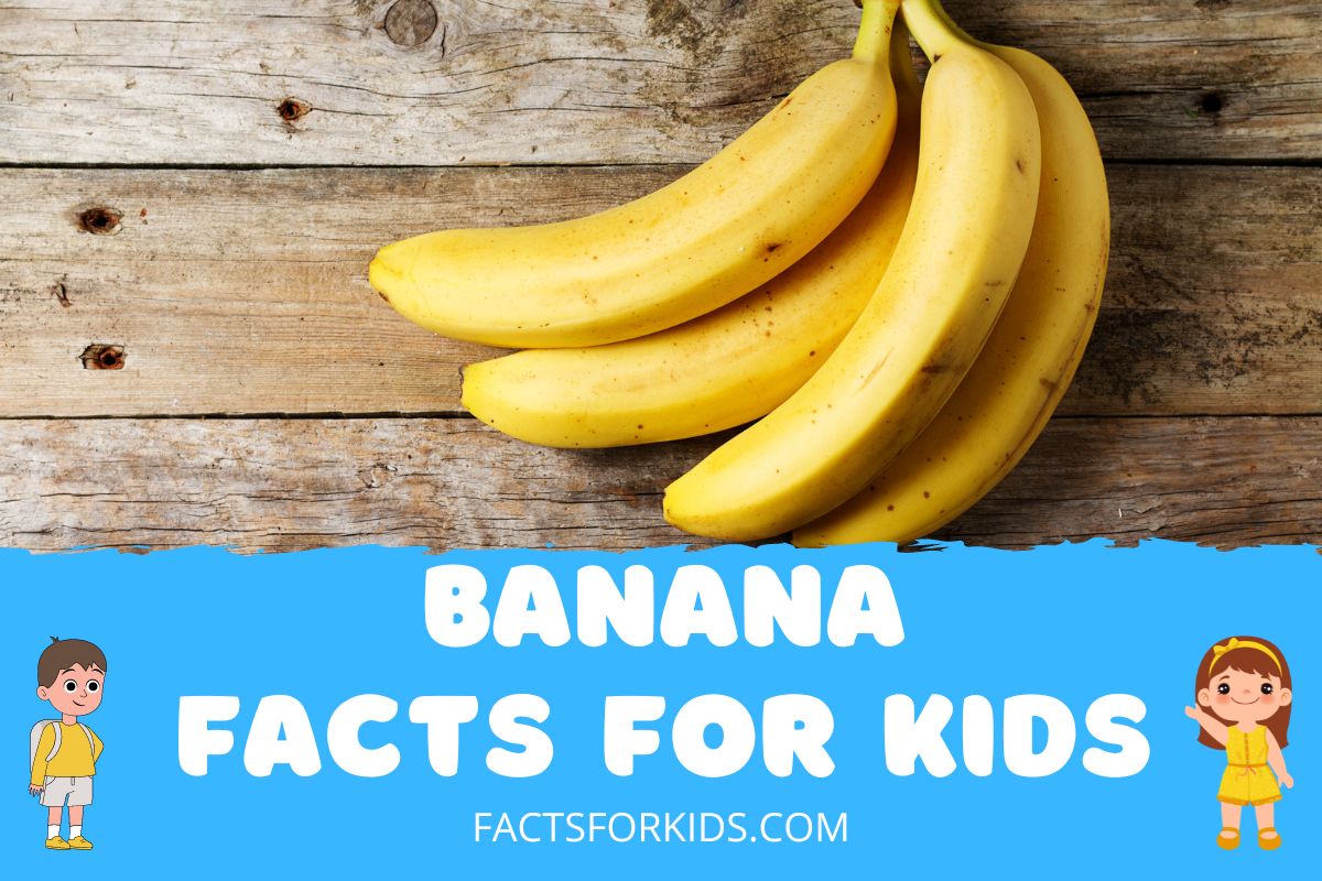 25 Banana Facts For Kids That Your Friends Don t Know Facts For Kids