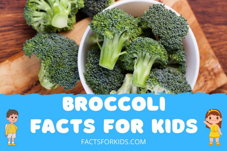 12 Broccoli Facts For Kids That Will Boggle Your Mind – Facts For Kids