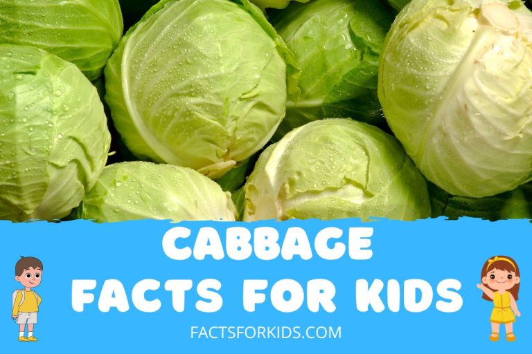 22 Cabbage Facts For Kids That Your Mom Never Told You – Facts For Kids
