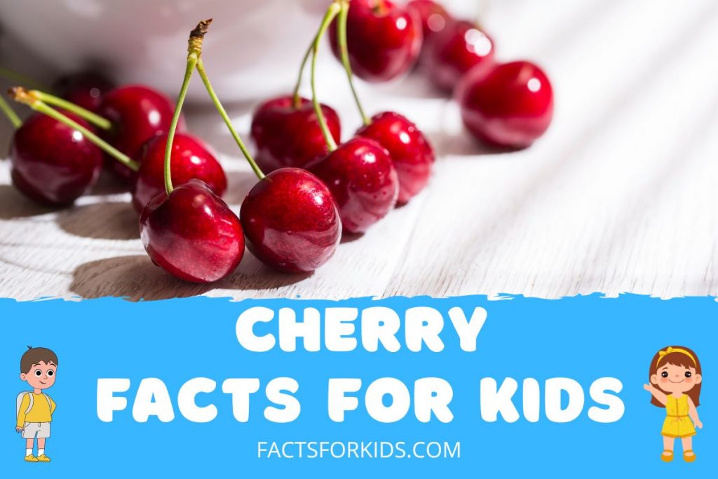 17 Cherry Facts For Kids That May Surprise You – Facts For Kids