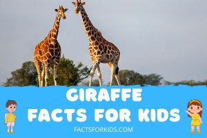 27 Giraffe Facts For Kids No One Ever Told You – Facts For Kids
