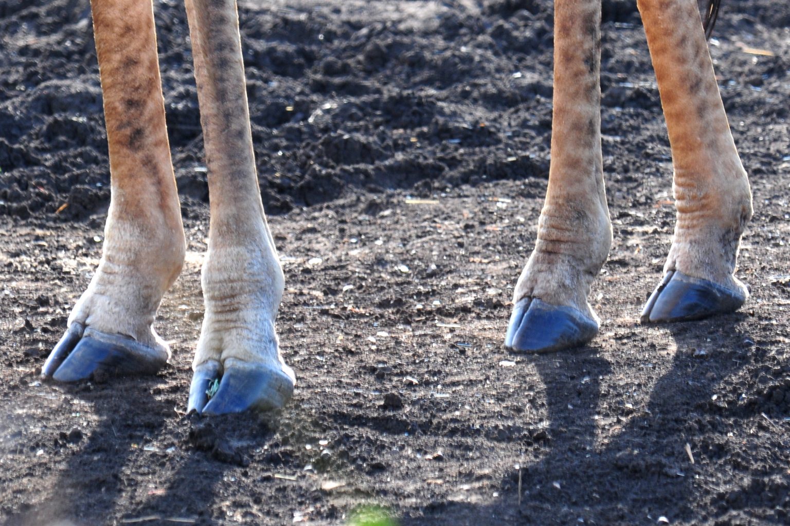 27 Giraffe Facts For Kids No One Ever Told You – Facts For Kids