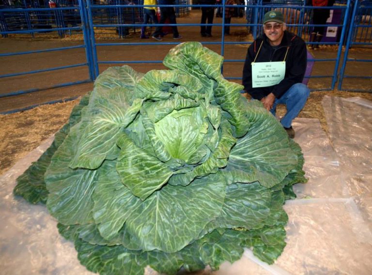 22 Cabbage Facts For Kids That Your Mom Never Told You – Facts For Kids