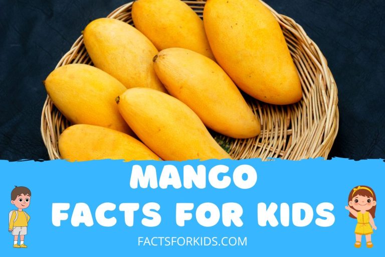 26 Mango Facts For Kids That’ll Make You Say WOW! – Facts For Kids