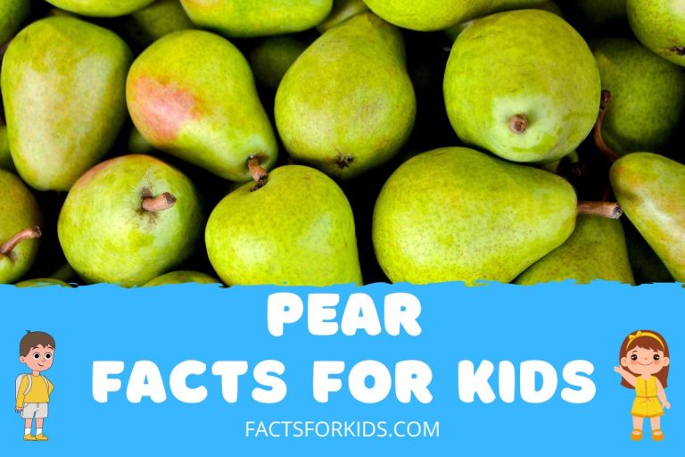 25 Pear Facts For Kids That Will Blow Your Mind – Facts For Kids