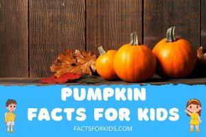 22 Pumpkin Facts For Kids That Are Just Plain Awesome – Facts For Kids