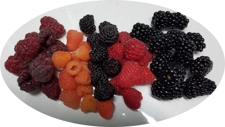 27 Raspberry Facts For Kids That Will Amaze You – Facts For Kids