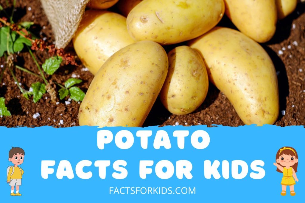 28 Potato Facts For Kids That Will Amaze You – Facts For Kids