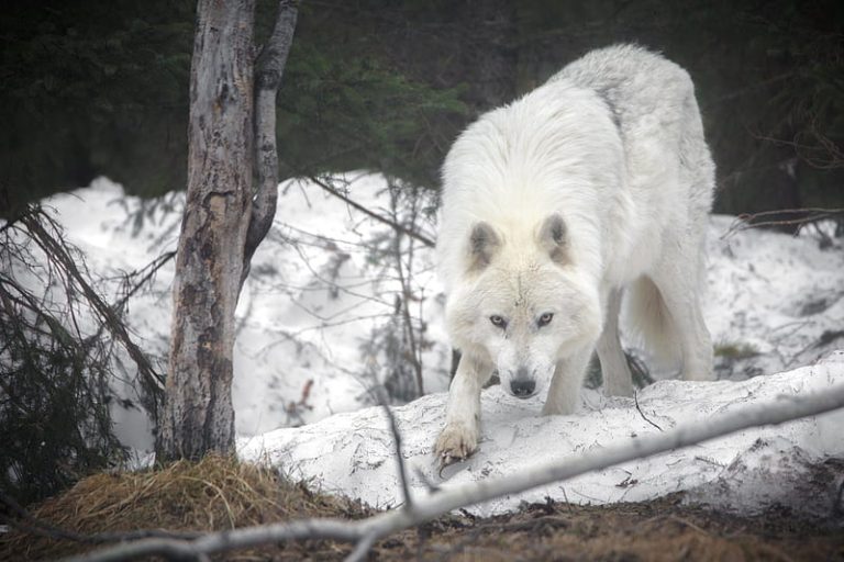 12 Arctic Wolf Facts For Kids To Boggle Your Mind – Facts For Kids