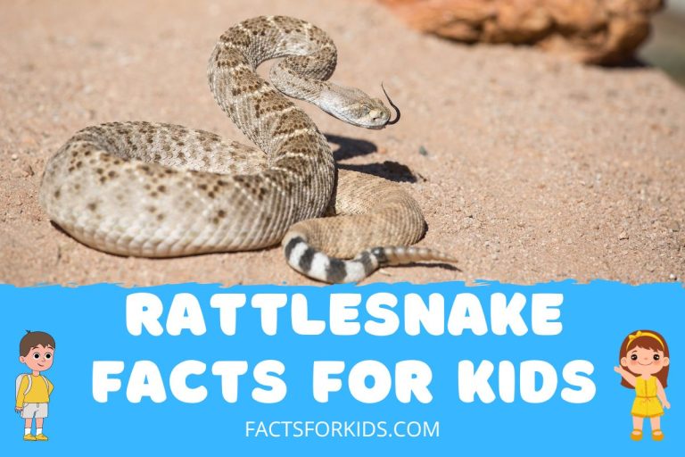 19 Rattlesnake Facts For Kids That Will Shock You – Facts For Kids