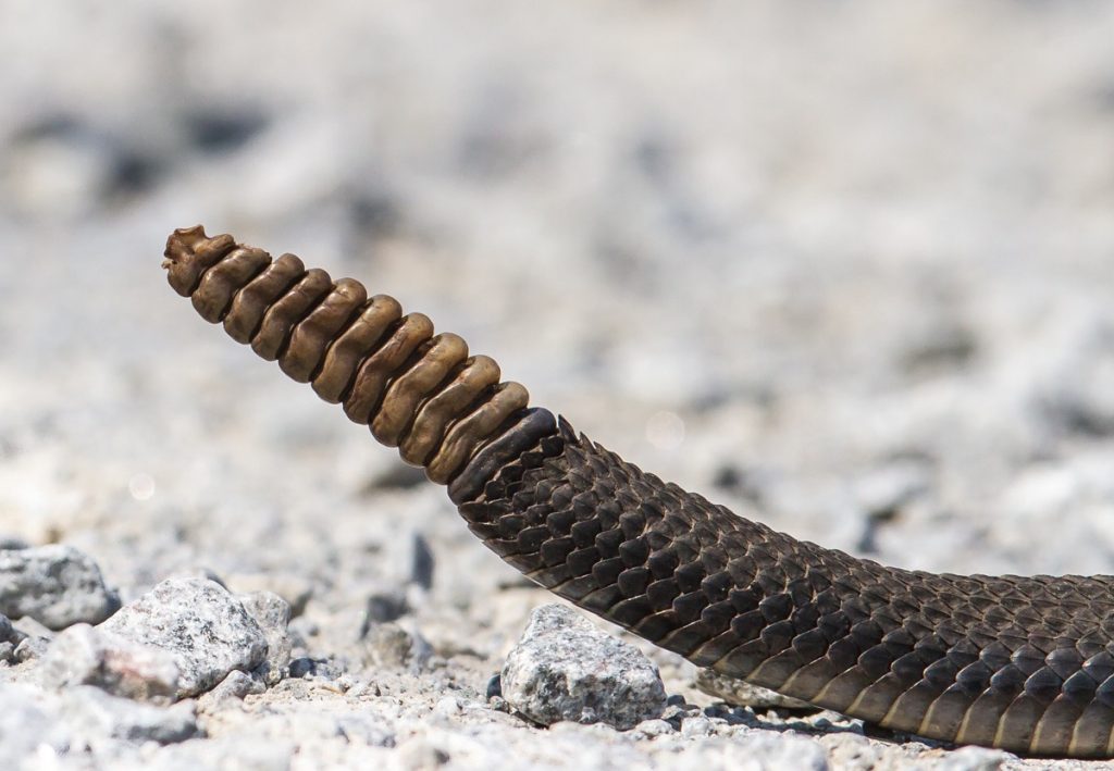 19 Rattlesnake Facts For Kids That Will Shock You – Facts For Kids