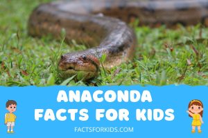 16 Anaconda Facts for Kids That Are Sure to Impress – Facts For Kids