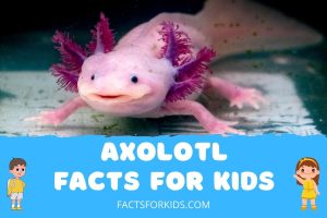 16 Axolotl Facts for Kids to Learn Something New – Facts For Kids