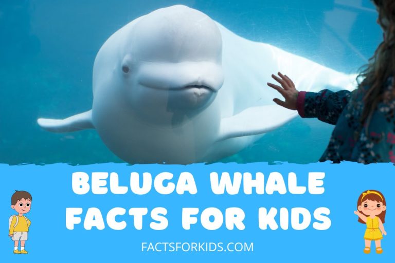 16 Beluga Whale Facts for Kids to Spark Their Curiosity – Facts For Kids