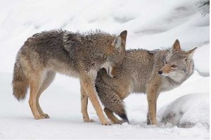 17 Coyote Facts for Kids to Learn and Howl About! – Facts For Kids