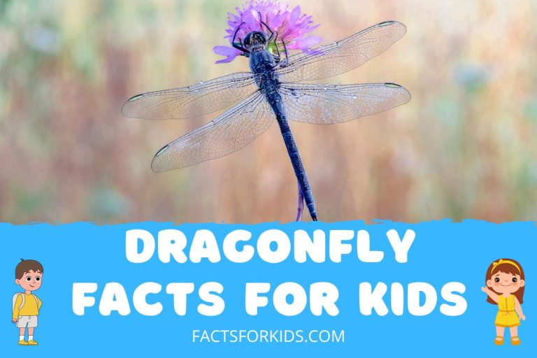 17 Dragonfly Facts for Kids to Impress Your Teachers – Facts For Kids