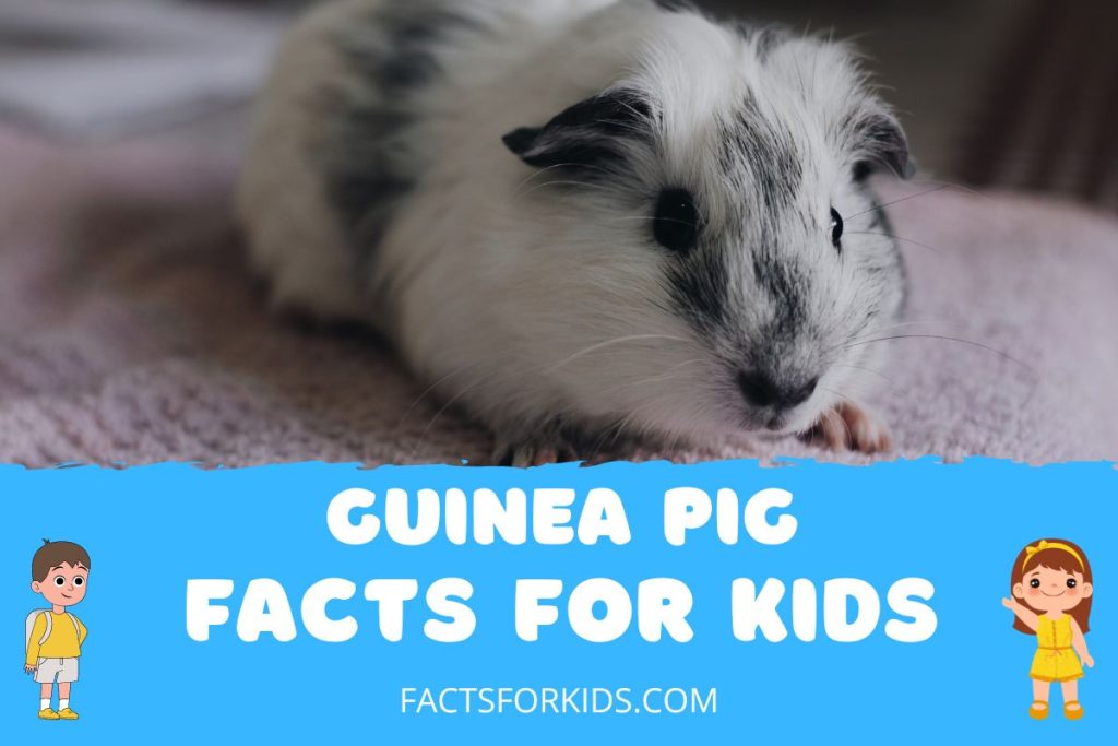17 Guinea Pig Facts for Kids to Learn and Share – Facts For Kids