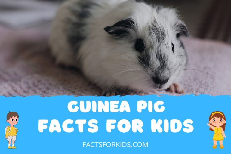 17 Guinea Pig Facts for Kids to Learn and Share – Facts For Kids
