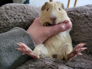 17 Guinea Pig Facts for Kids to Learn and Share – Facts For Kids