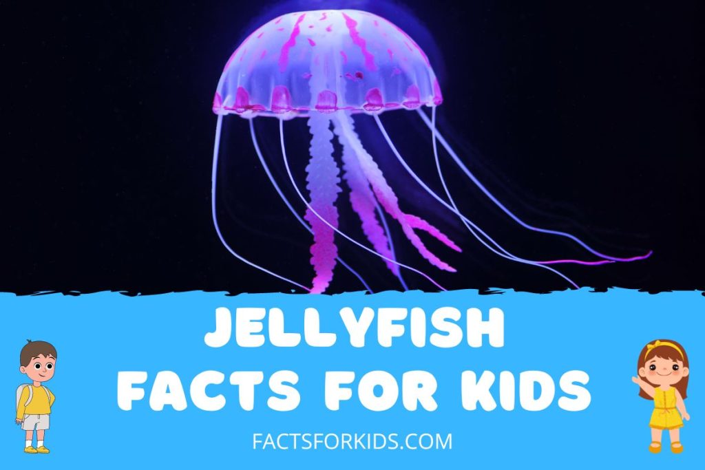 22 Jellyfish Facts for Kids that will Blow Your Mind – Facts For Kids