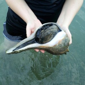 17 Snail Facts for Kids that are Full of Surprises – Facts For Kids