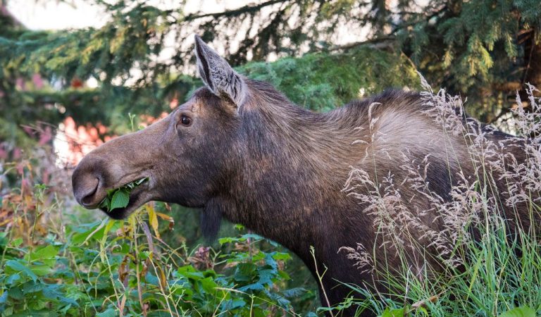 15 Moose Facts for Kids to Amaze Your Friends – Facts For Kids