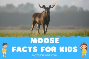 15 Moose Facts for Kids to Amaze Your Friends – Facts For Kids