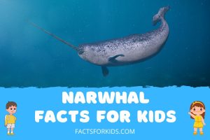 14 Narwhal Facts for Kids to Impress Their Friends – Facts For Kids
