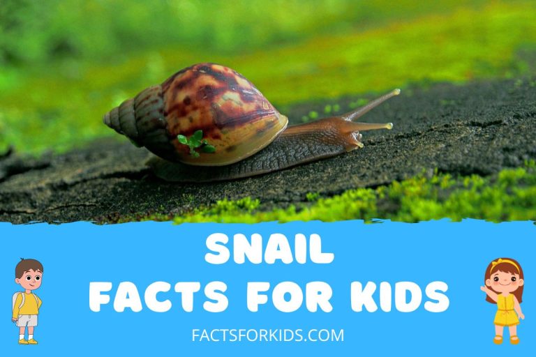 17 Snail Facts for Kids that are Full of Surprises – Facts For Kids