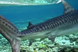 16 Tiger Shark Facts for Kids to Blow Your Mind – Facts For Kids