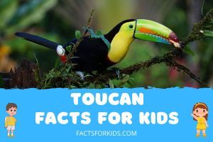 13 Toucan Facts for Kids to Ignite Their Curiosity – Facts For Kids