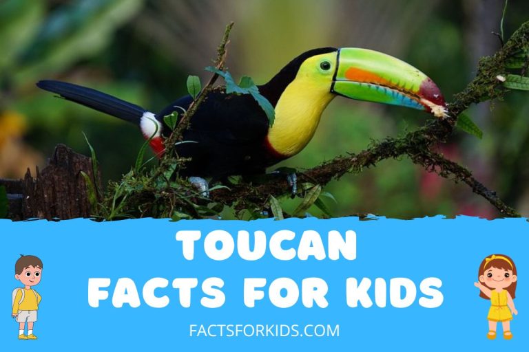 13 Toucan Facts for Kids to Ignite Their Curiosity – Facts For Kids