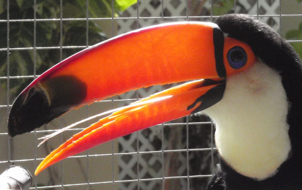 13 Toucan Facts for Kids to Ignite Their Curiosity – Facts For Kids