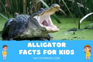 31 Alligator Facts for Kids to Alligator-ize their Brain – Facts For Kids