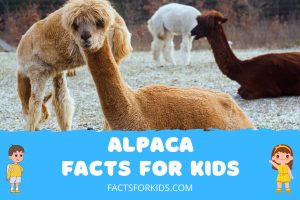 20 Alpaca Facts for Kids That Will Make You Say WOW! – Facts For Kids