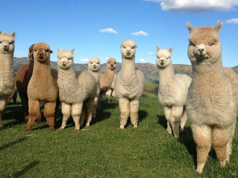 20 Alpaca Facts for Kids That Will Make You Say WOW! – Facts For Kids