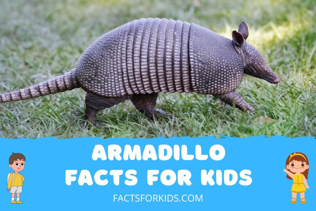 20 Armadillo Facts for Kids to Expand Your Knowledge – Facts For Kids