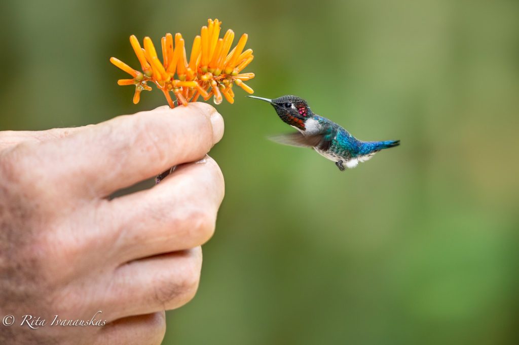 20 Hummingbird Facts for Kids to Flutter Your Mind With – Facts For Kids
