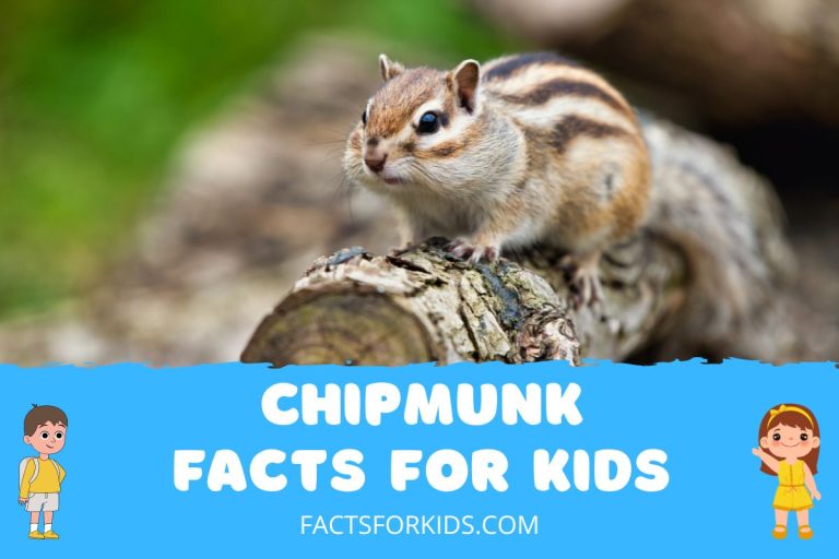 17 Chipmunk Facts for Kids to Go Nuts Over – Facts For Kids