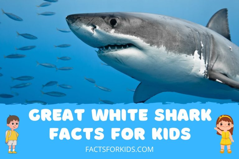 21 Great White Shark Facts for Kids to Dive Into – Facts For Kids