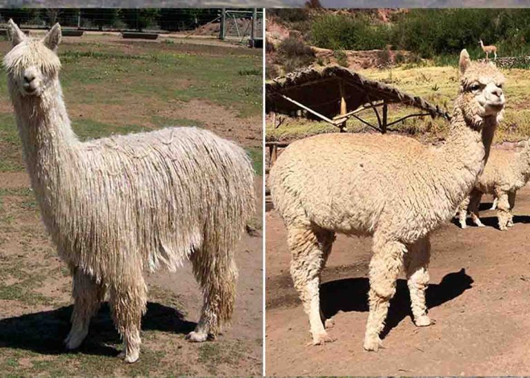 20 Alpaca Facts for Kids That Will Make You Say WOW! – Facts For Kids