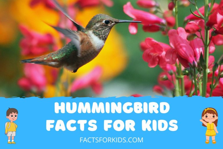 20 Hummingbird Facts for Kids to Flutter Your Mind With – Facts For Kids