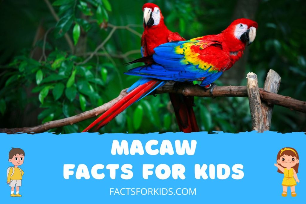 15 Macaw Facts for Kids That You Never Knew Before – Facts For Kids