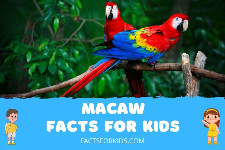 15 Macaw Facts for Kids That You Never Knew Before – Facts For Kids