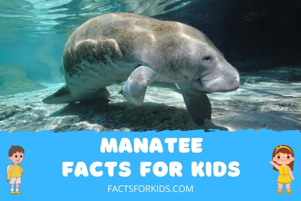 19 Manatee Facts for Kids that You Won’t Believe – Facts For Kids