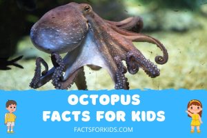27 Octopus Facts for Kids to Blow Their Minds – Facts For Kids